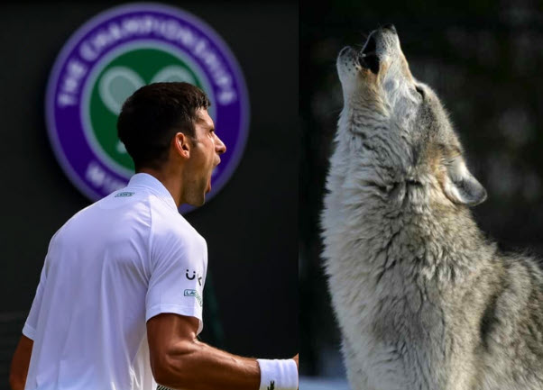 WOLVES. Djokovic talks about spending time with wolves after beating ...